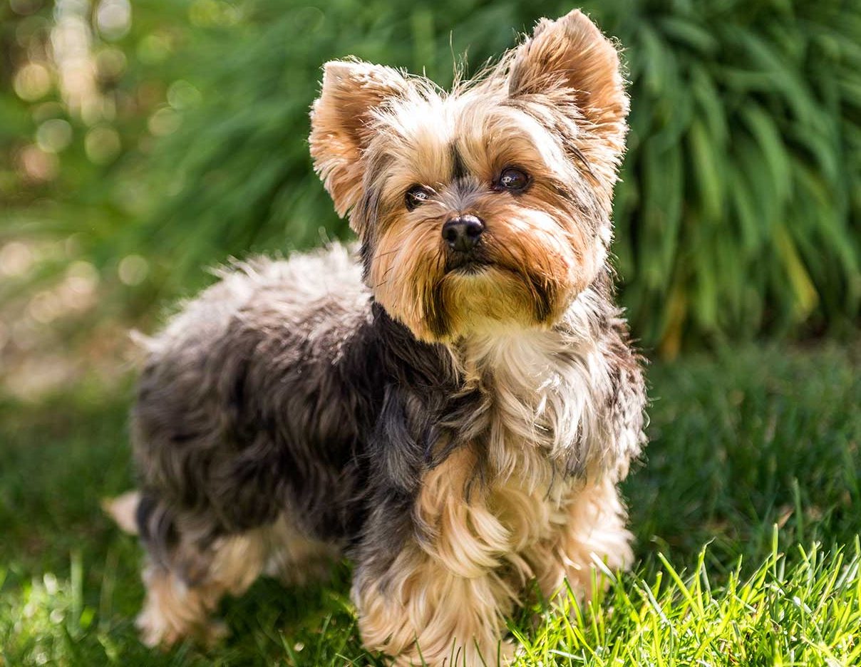Yorkie Rescue South Africa Yorkie Rescue SA
